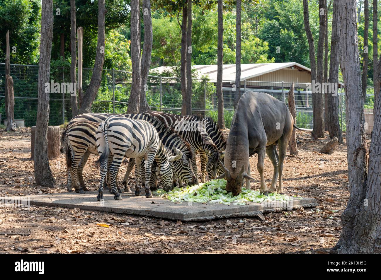 A bull and two zebras grazing in the zoo Stock Photo - Alamy