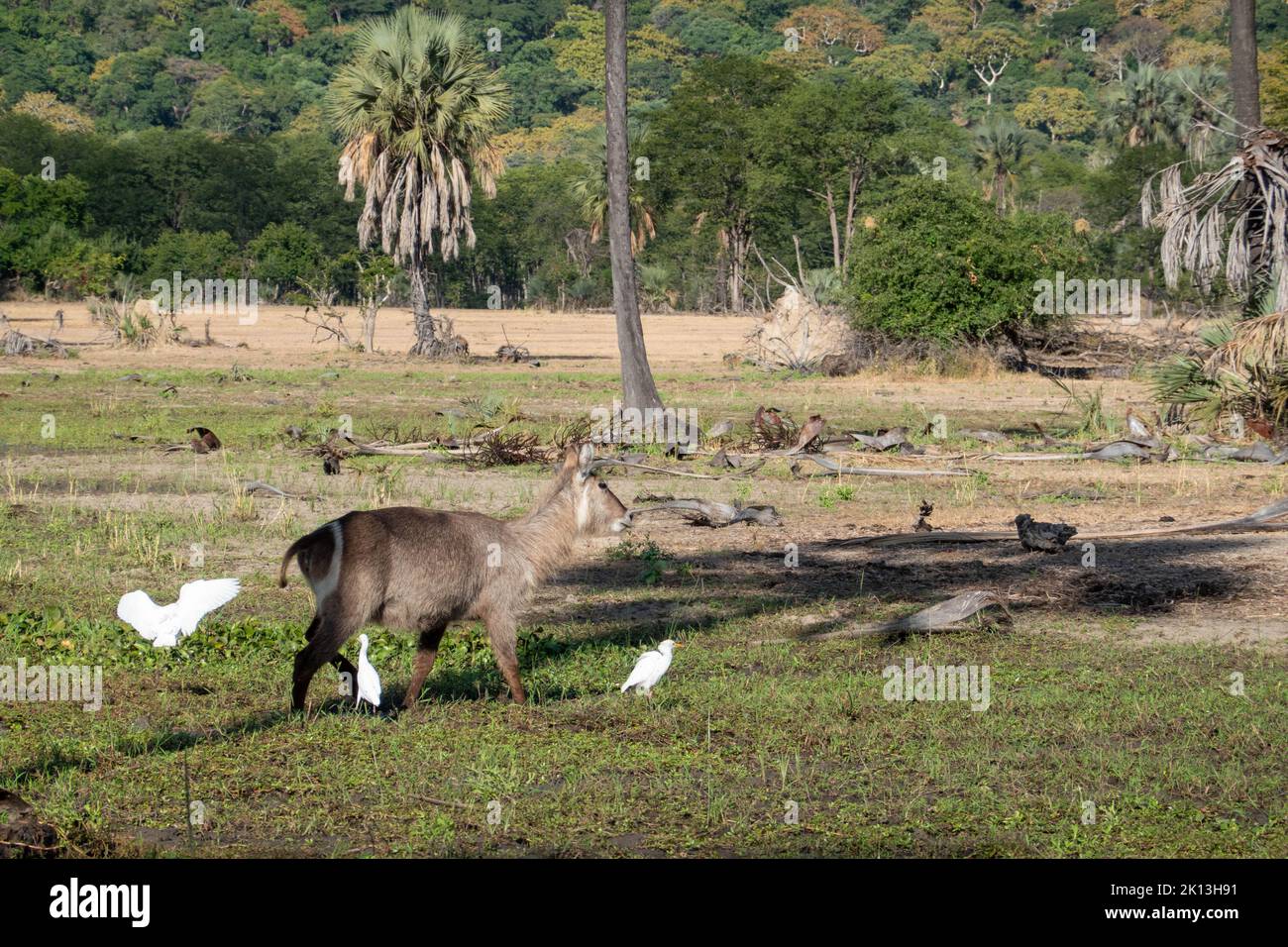 A single goat on a field with white birds Stock Photo - Alamy