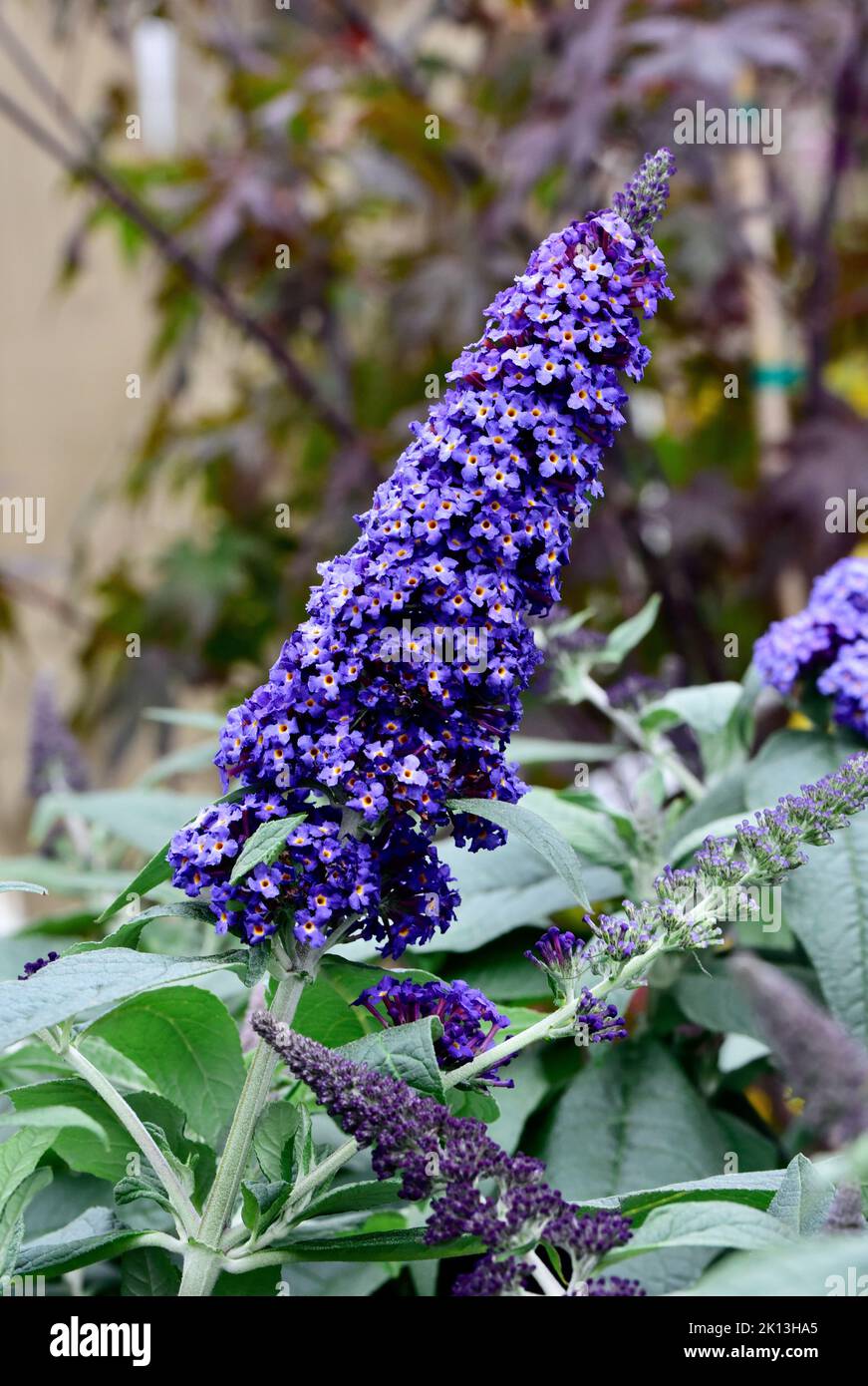 Multiple buddleia flowers hi-res stock photography and images - Alamy