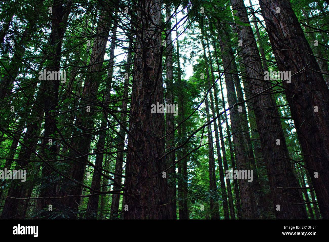 A tall trees in the forest Stock Photo - Alamy