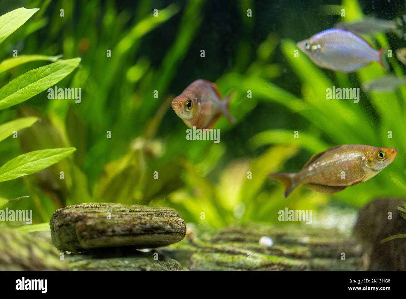 Rainbow reef fish hi-res stock photography and images - Alamy