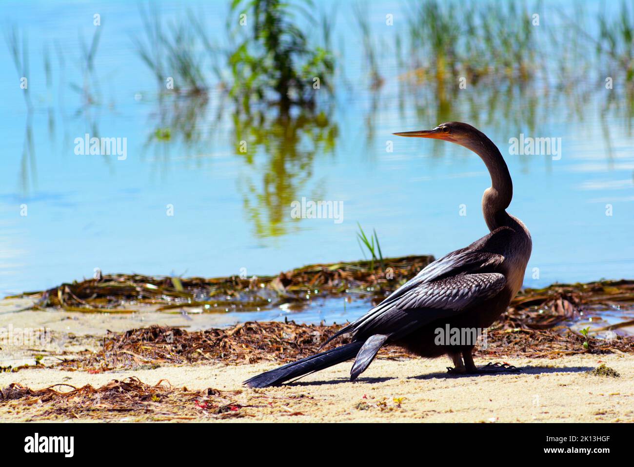 A black darter bird standing near the lake Stock Photo - Alamy