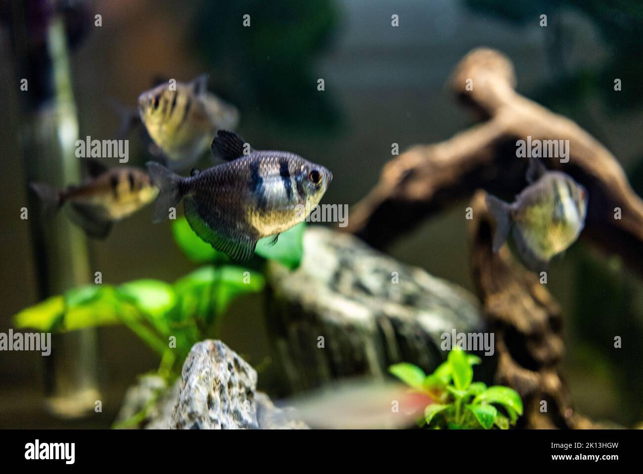 A black Phantom Tetras fish swim in a fish tank aquarium filled with ...