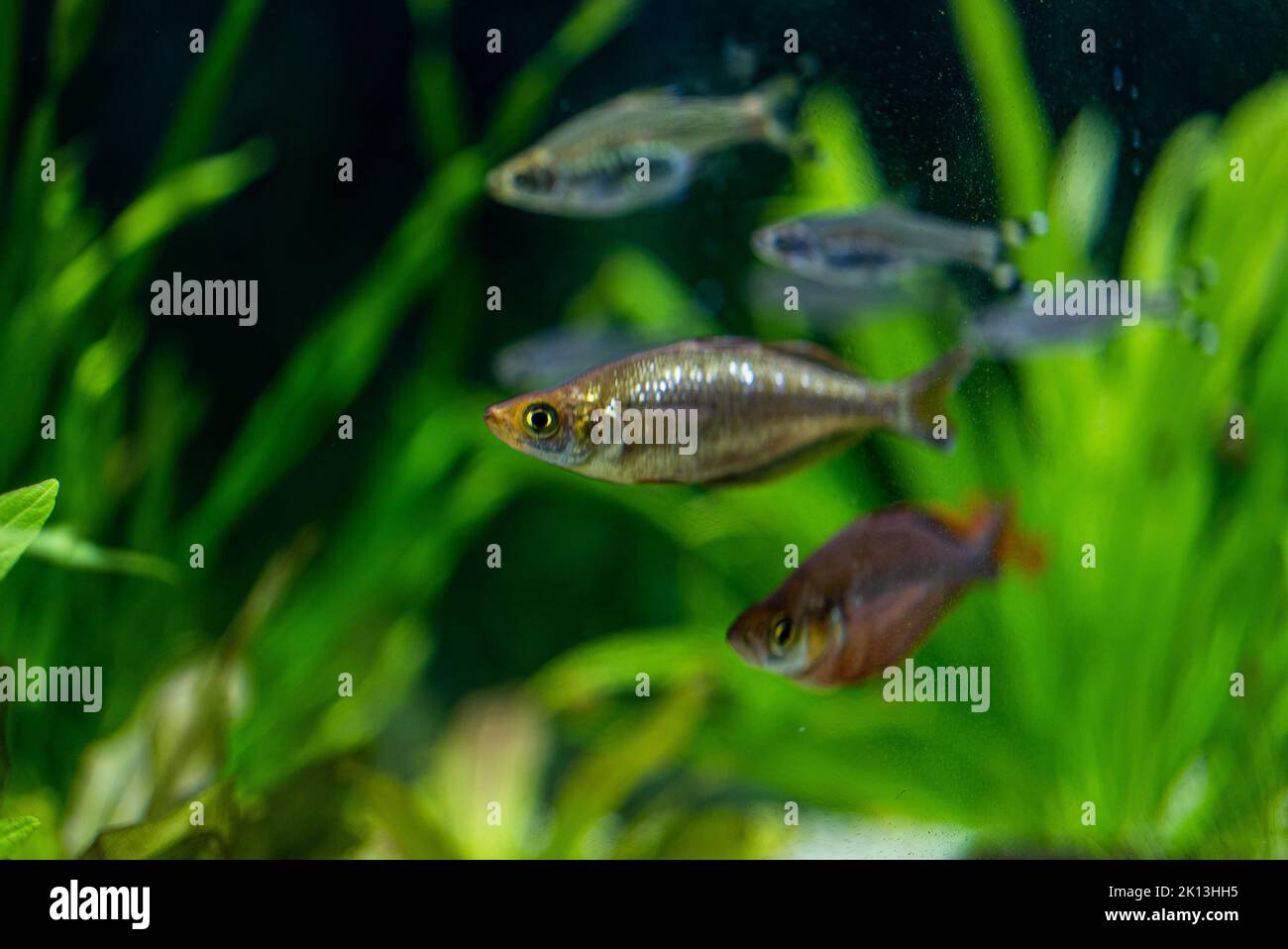 Taifish hi-res stock photography and images - Alamy