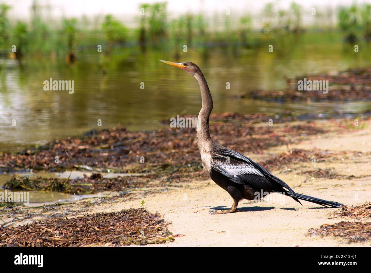 A black darter bird standing near the lake Stock Photo - Alamy