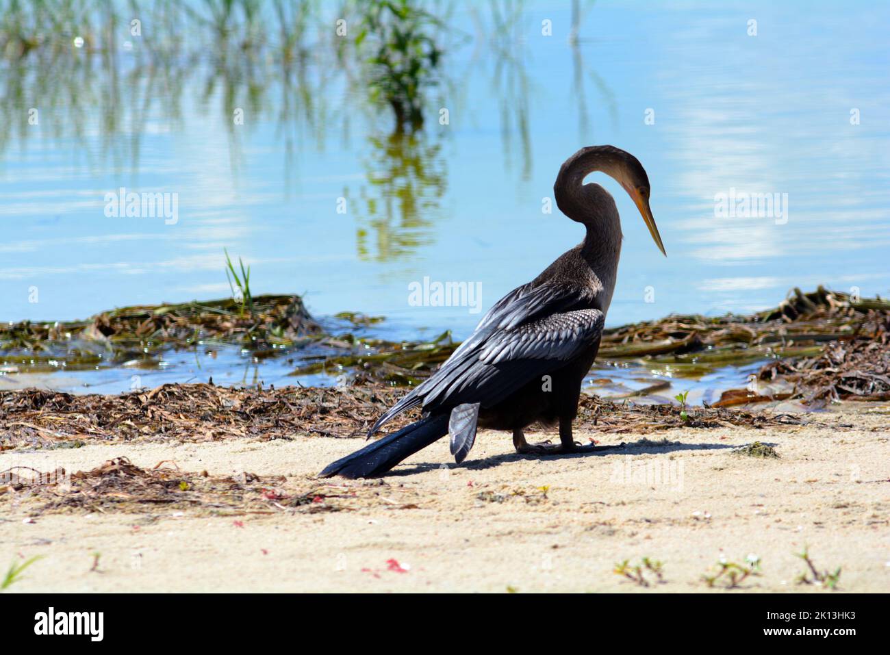 A black darter bird standing near the lake Stock Photo - Alamy