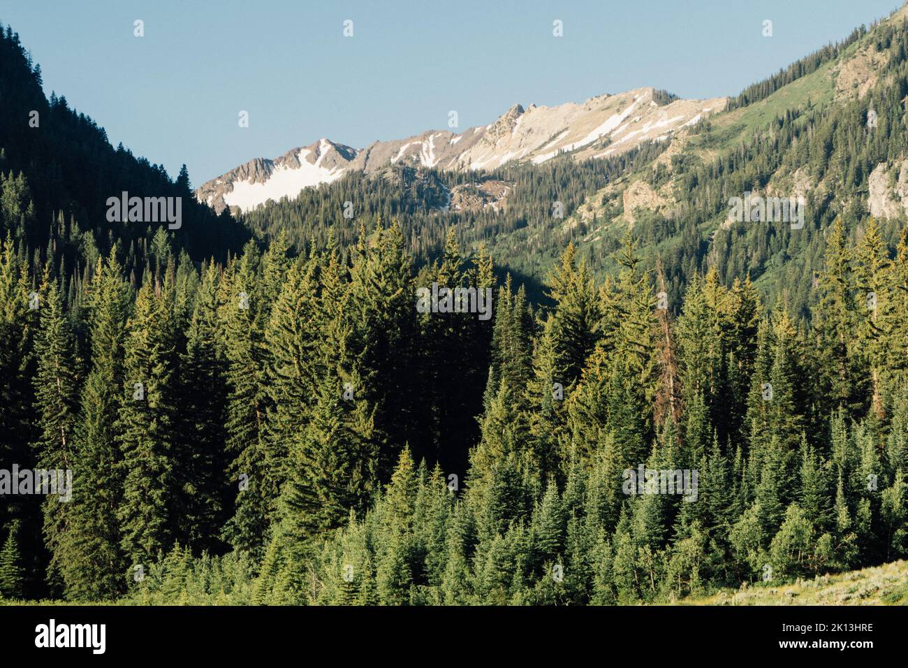 The Alpine Trees and mountains in Big Cottonwood Canyon, Utah Stock ...