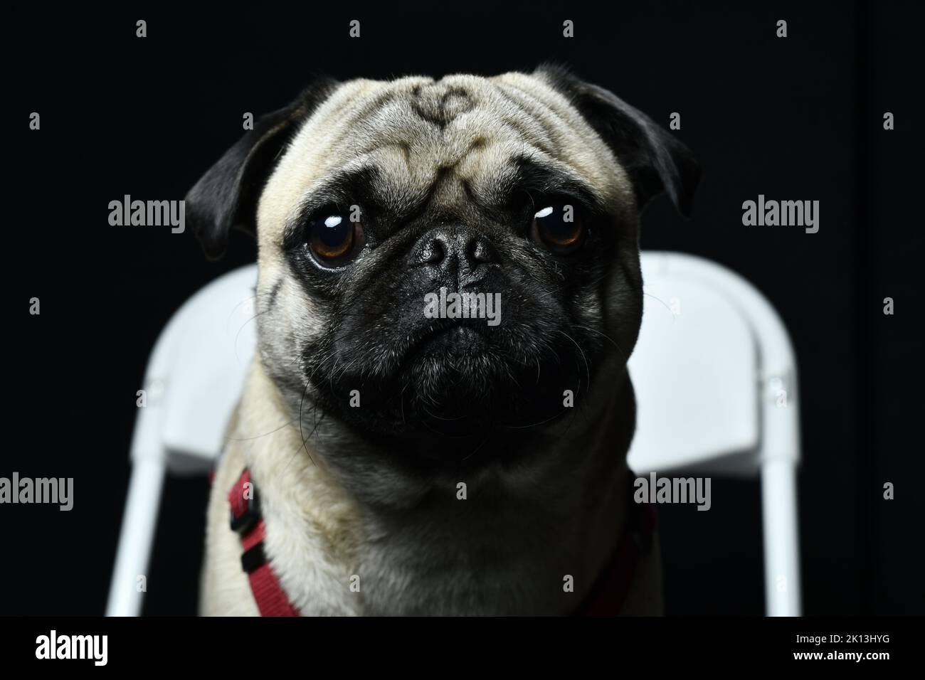 A closeup of an adorable Pug dog in a red harness sitting on white ...