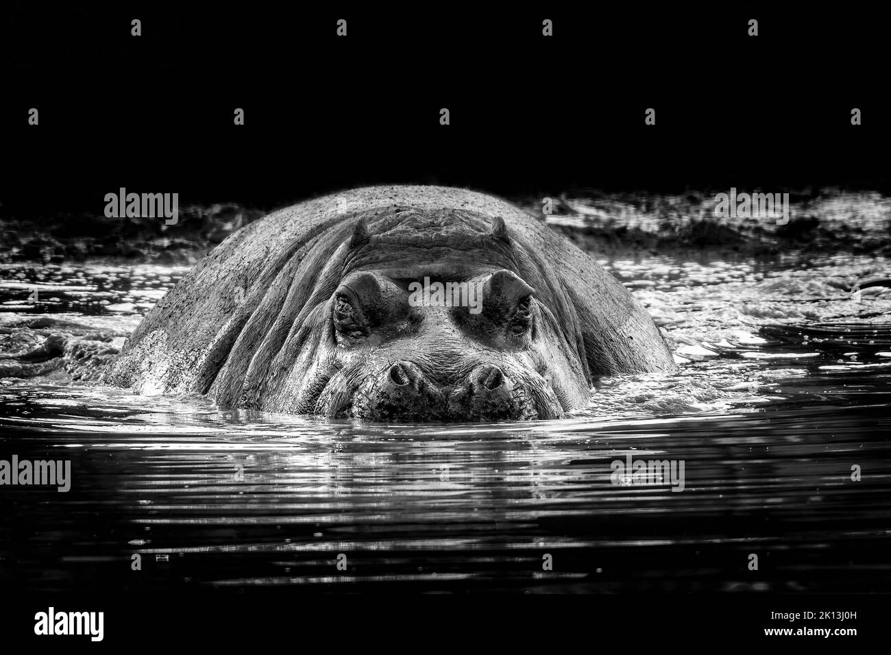 mono portrait of a hippo Stock Photo - Alamy