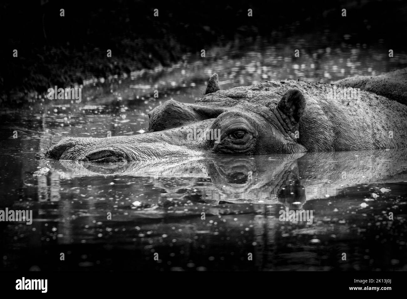 Hippo head Black and White Stock Photos & Images - Alamy
