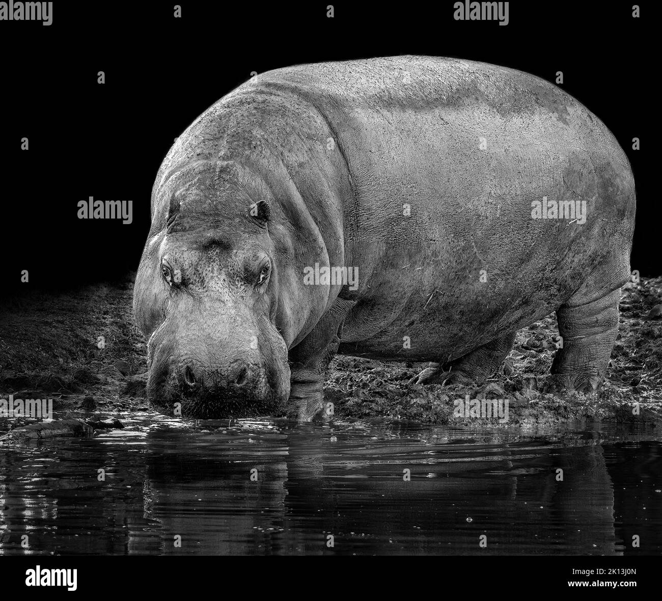 African hippo face Black and White Stock Photos & Images - Alamy