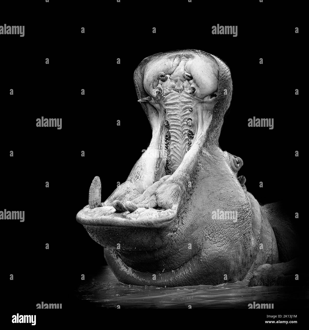 Hippo at lake Black and White Stock Photos & Images - Alamy