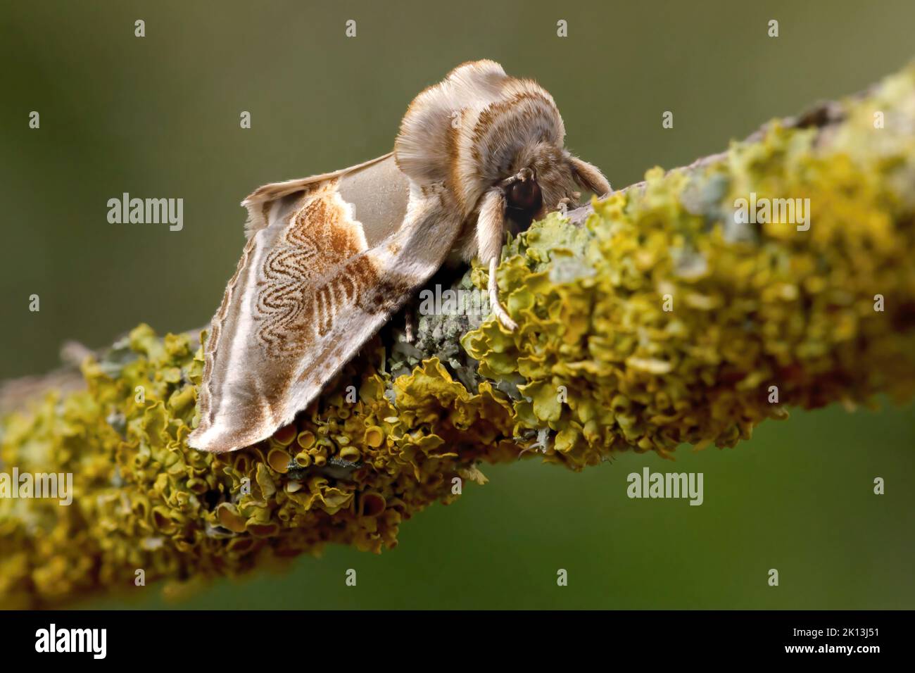 Achateulenspinner, Habrosyne pyritoides, Drepanidae, Eulenspinner ...