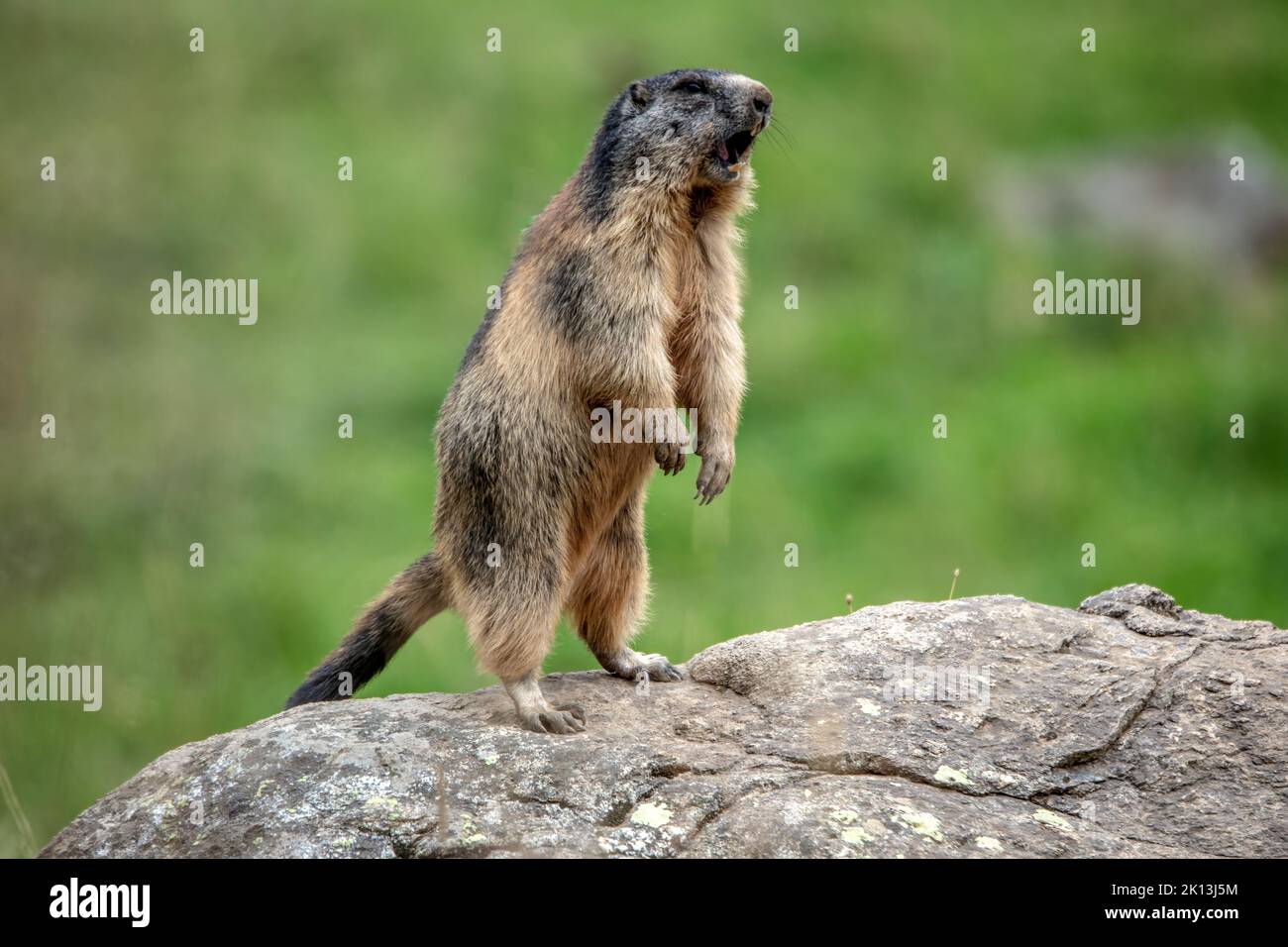 Murmeltier, Alpenmurmeltier, Marmota marmota, Säugetier, Tier, Natur ...