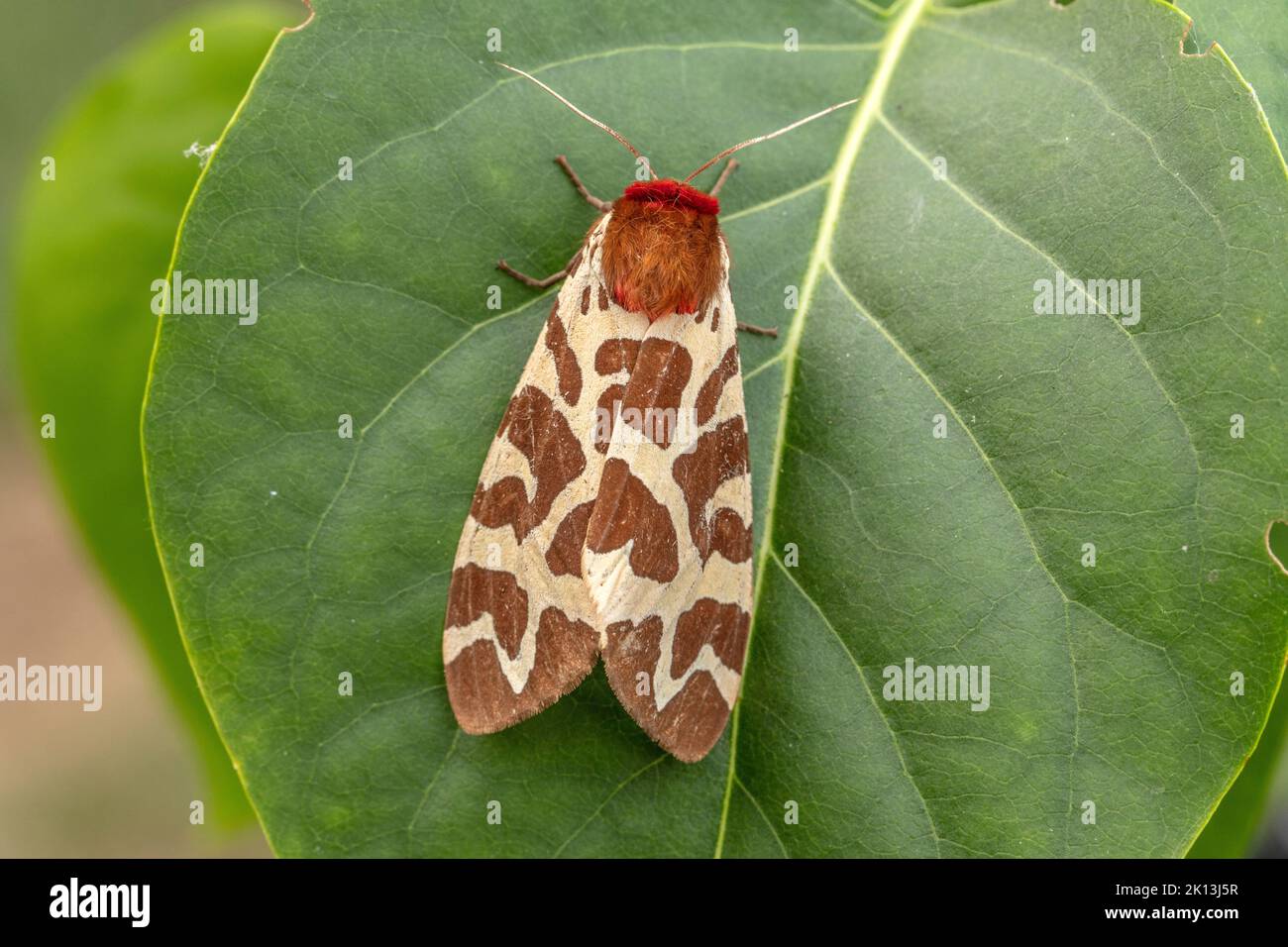 Tiger motten hi-res stock photography and images - Alamy