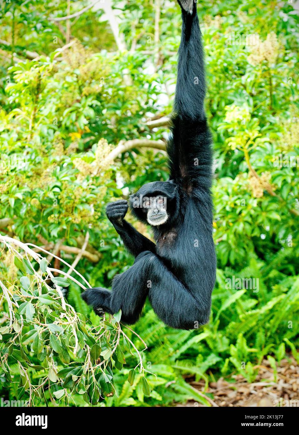 A siamang monkey hanging with one arm from a tree Stock Photo - Alamy