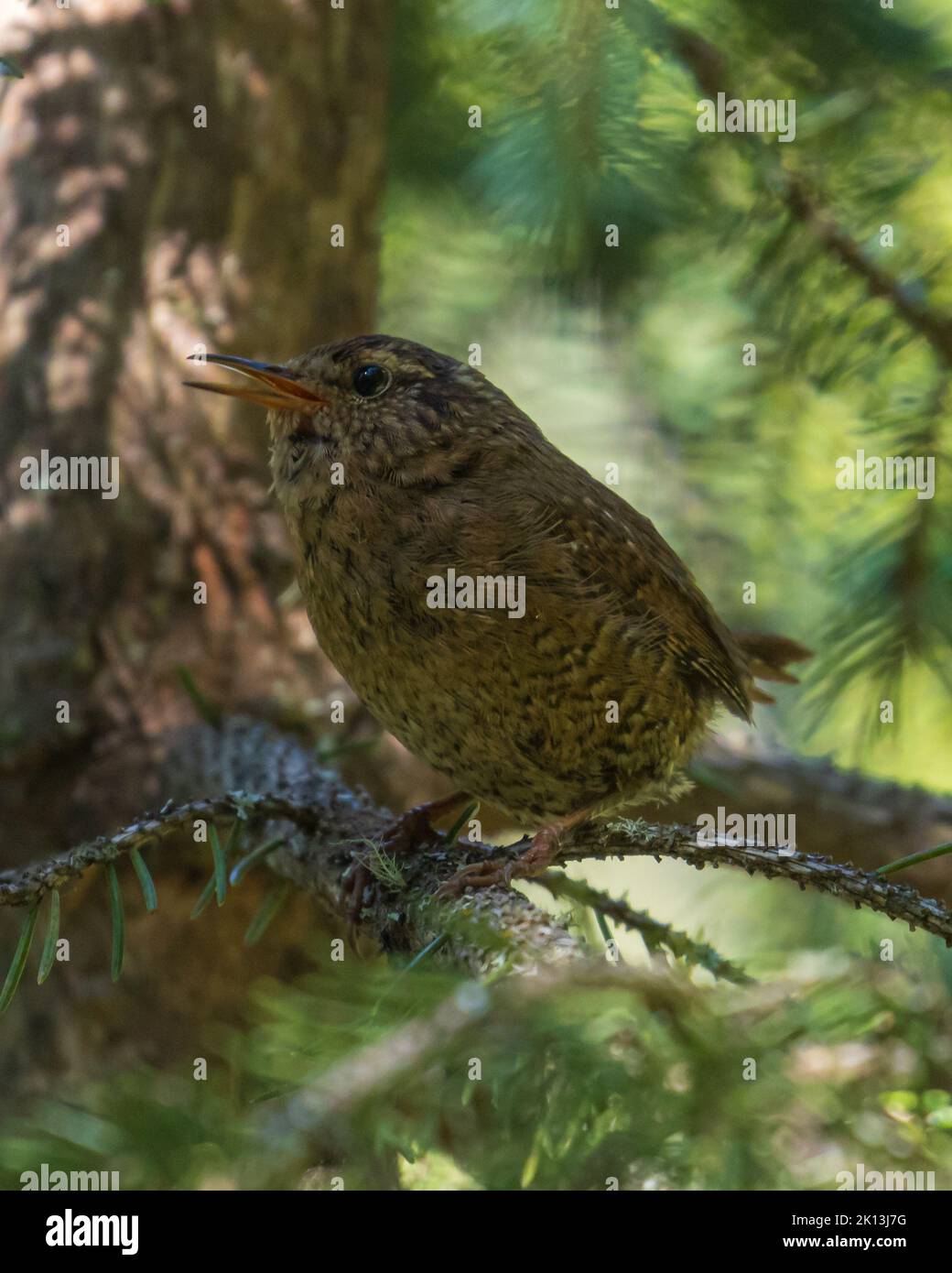 A pacific wren bird in its natural habitat Stock Photo - Alamy