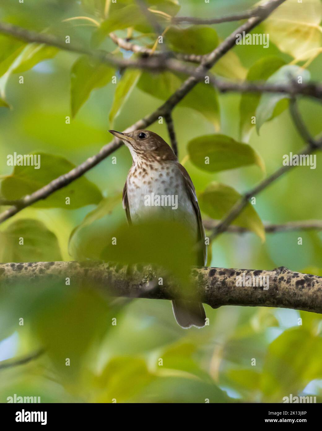 A veery bird in its natural habitat Stock Photo - Alamy