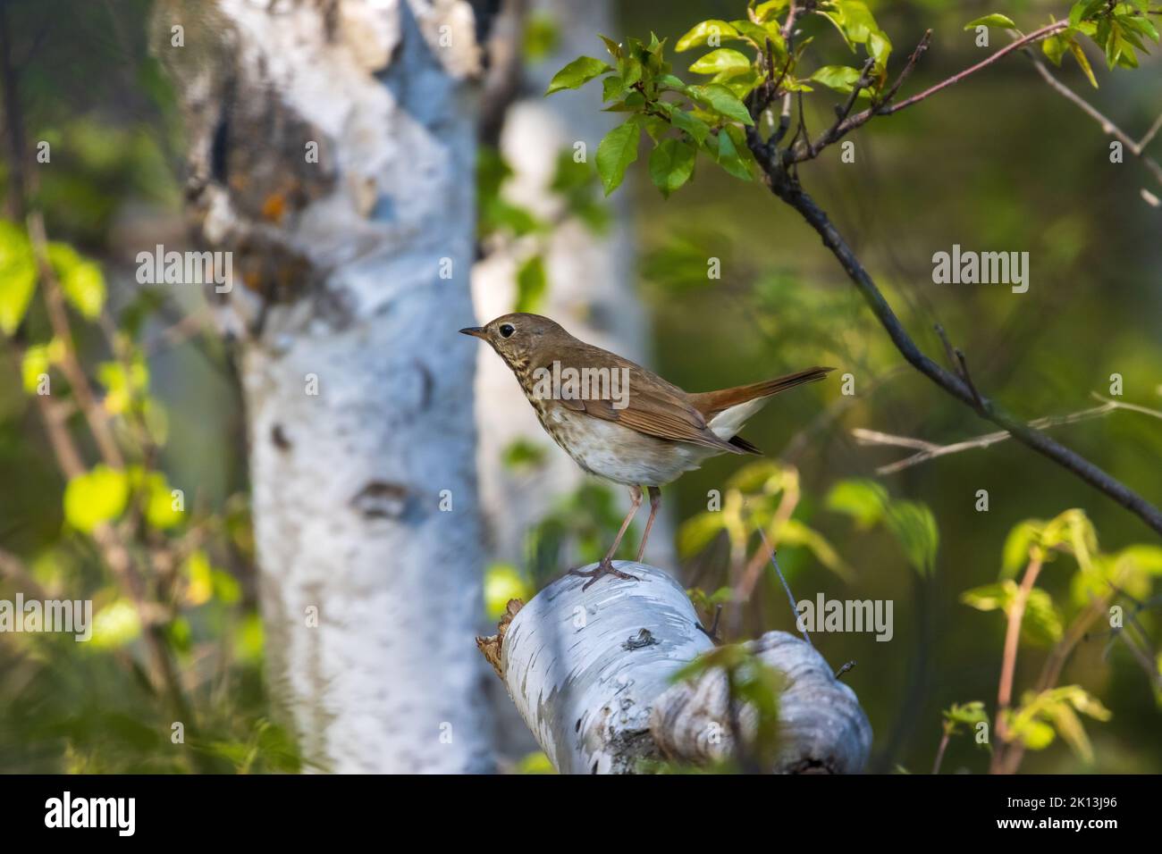 Thrush habitat hi-res stock photography and images - Alamy