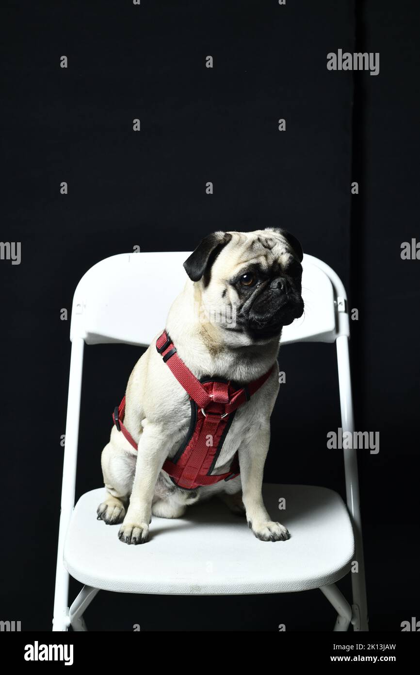 A vertical of an adorable Pug dog in a red harness sitting on white ...