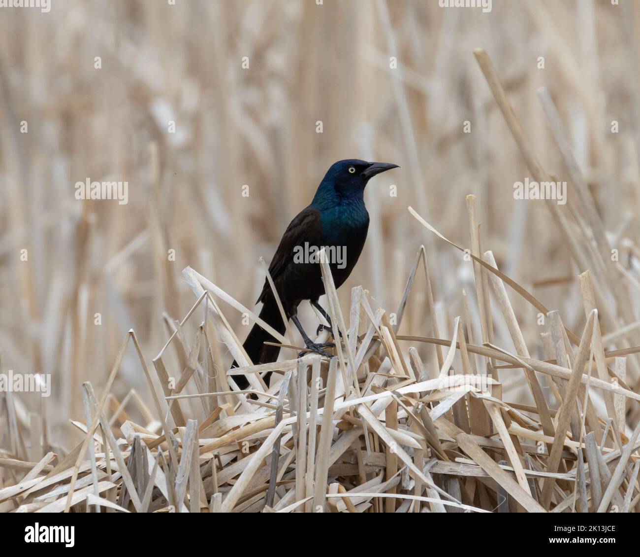 Common grackle habitat hi-res stock photography and images - Alamy