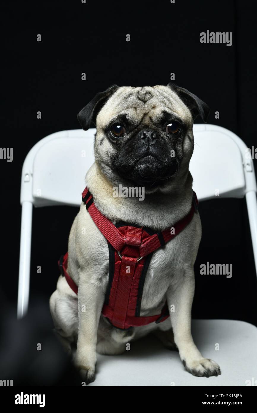 A vertical portrait of an adorable Pug dog in red harness sitting on ...