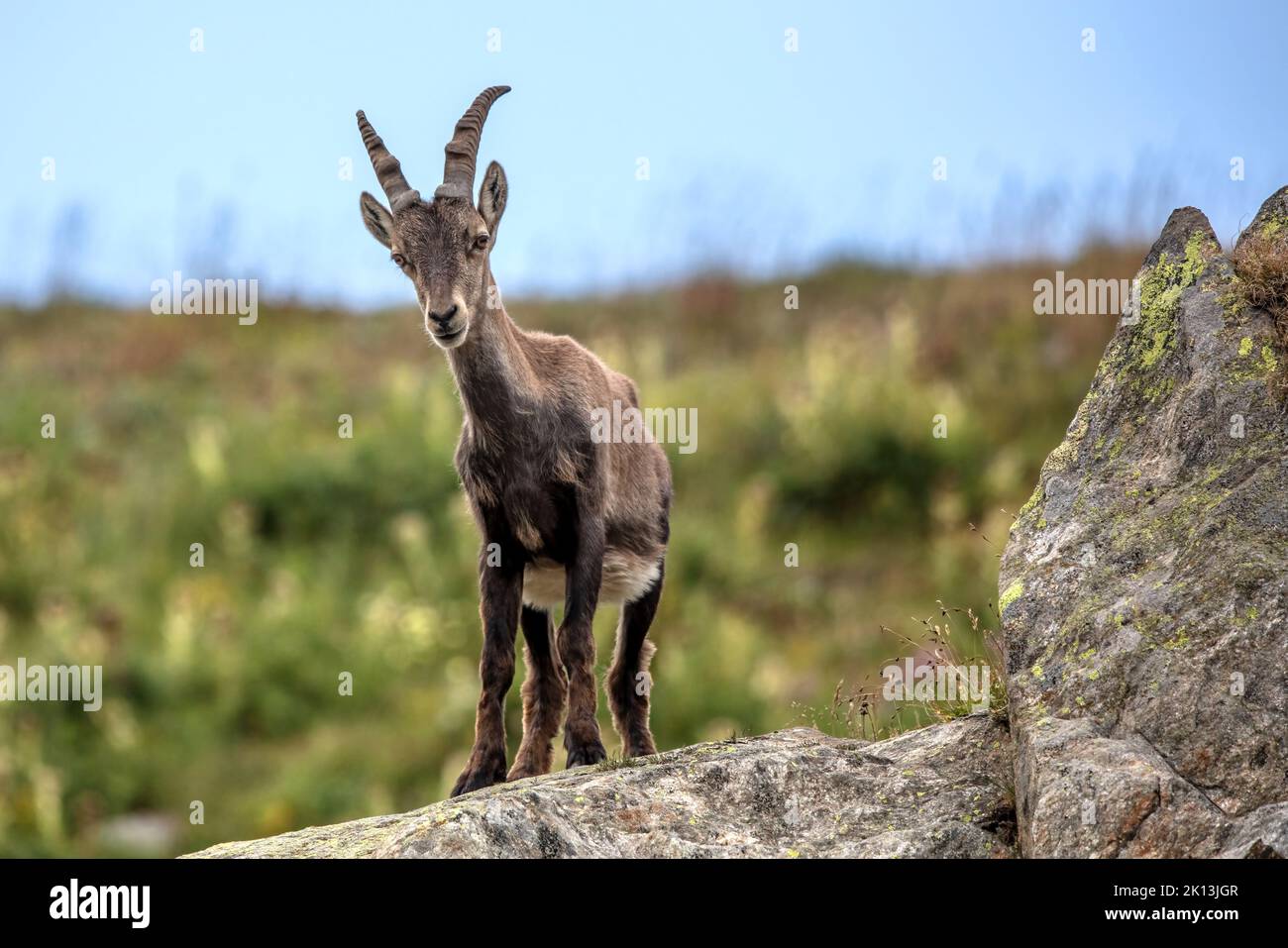 Steinbock, Alpensteinbock, Capra ibex, Ziegen, Säugetier, Tier, Natur, Schweiz *** Local Caption ...