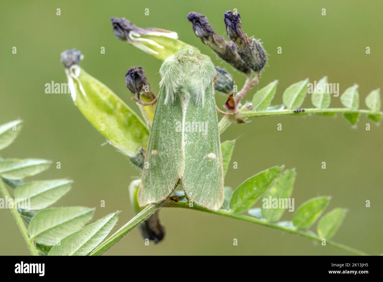 Grüneule, Eulenfalter, Calamia tridens, Trockenrasen-Grüneule ...