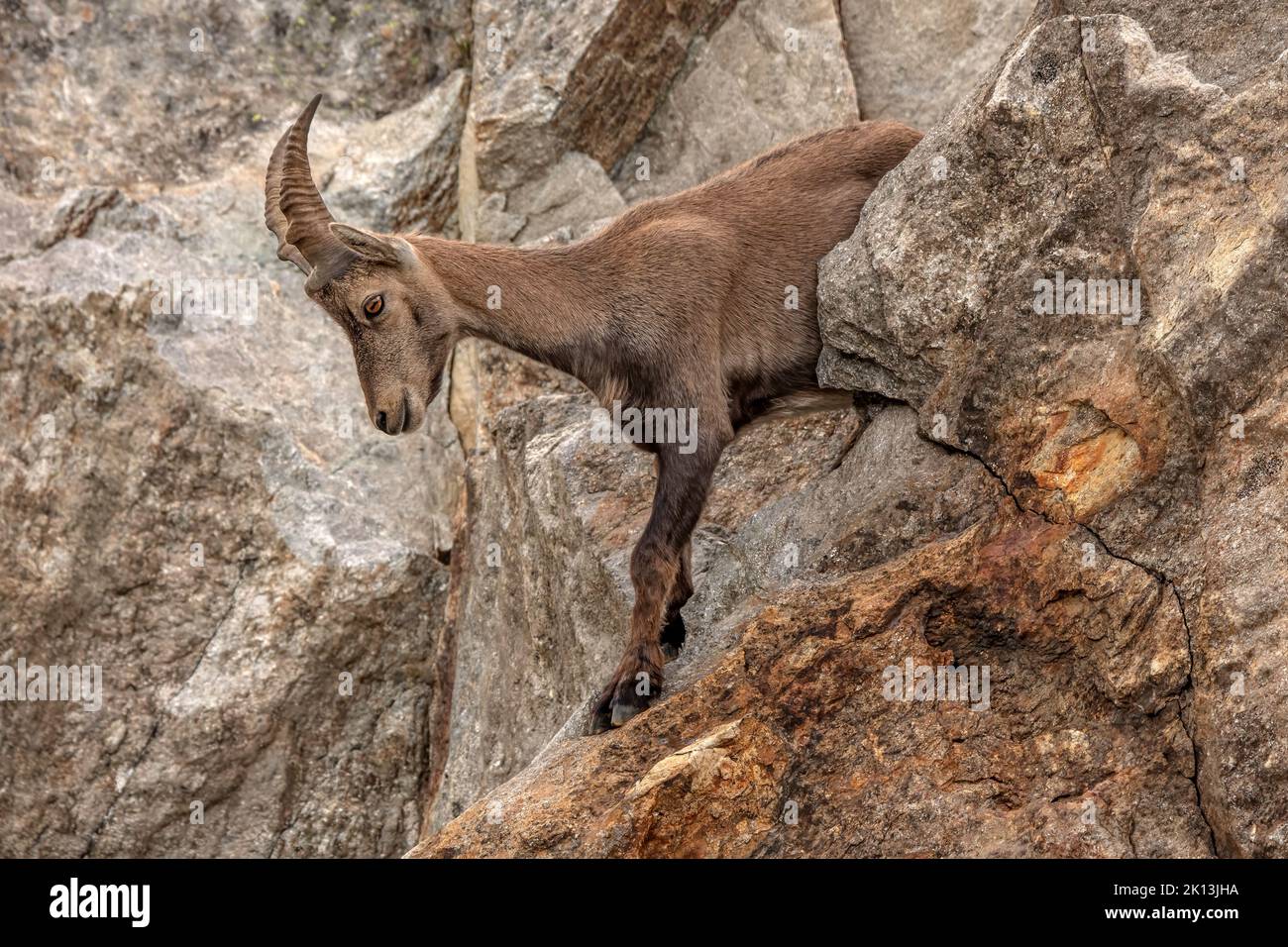 Steinbock, Alpensteinbock, Capra ibex, Ziegen, Säugetier, Tier, Natur ...