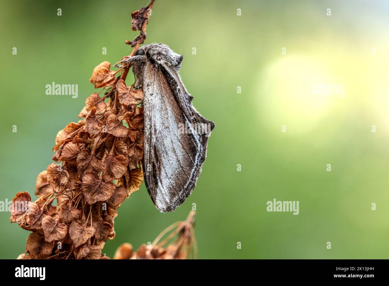 Birkenzahnspinner, Zahnspinner, Pheosia gnoma, Notodontidae, Birken ...
