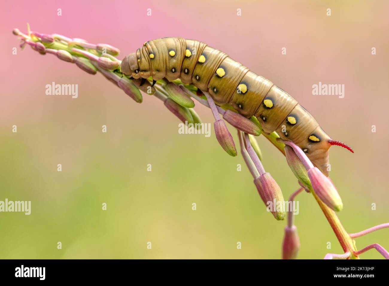 Labkrautschwärmer, Schwärmer, Sphingidae, Raupe, Hyles gallii ...
