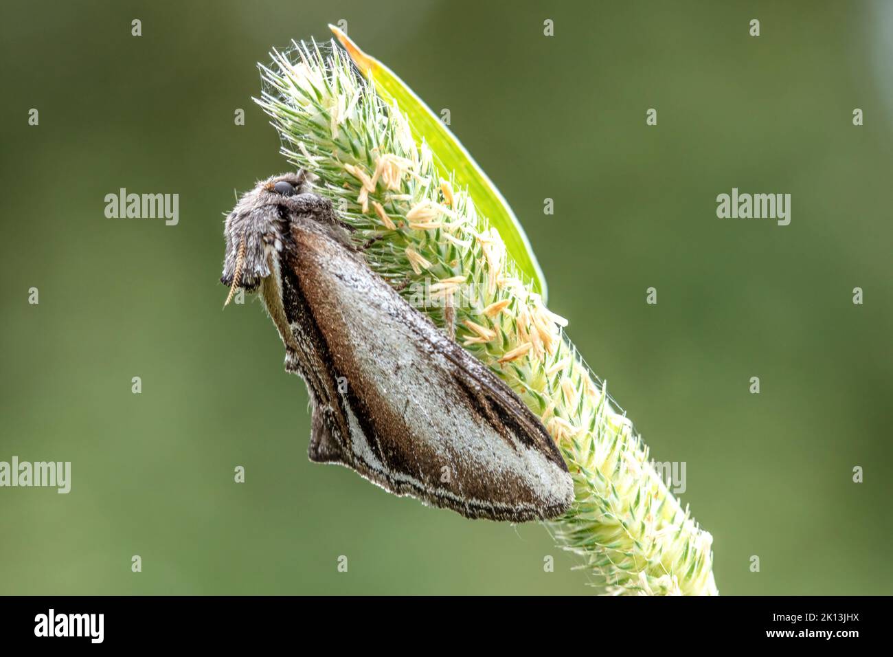 Birkenzahnspinner, Zahnspinner, Pheosia gnoma, Notodontidae, Birken ...