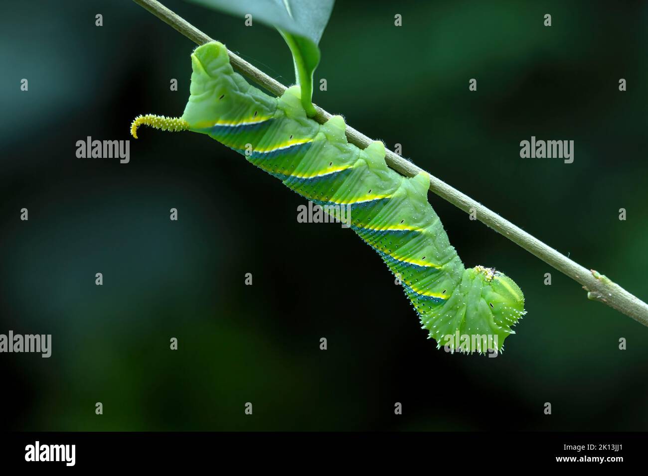 Totenkopf, Totenkopfschwärmer, Acherontia atropos, Schwärmer ...