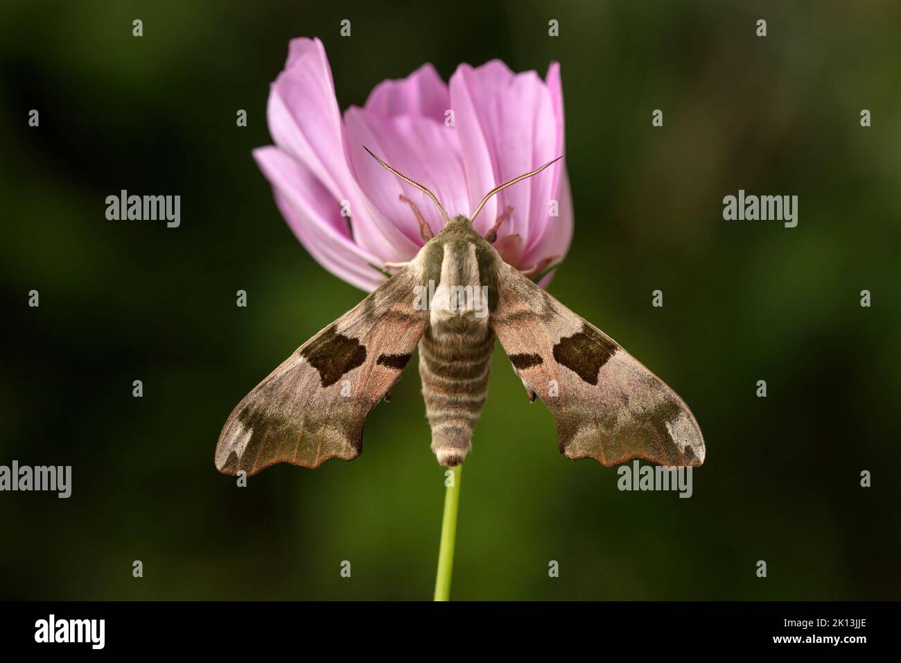 Lindenschwärmer, Schwärmer, Sphingidae, Mimas tiliae, Nachtfalter ...