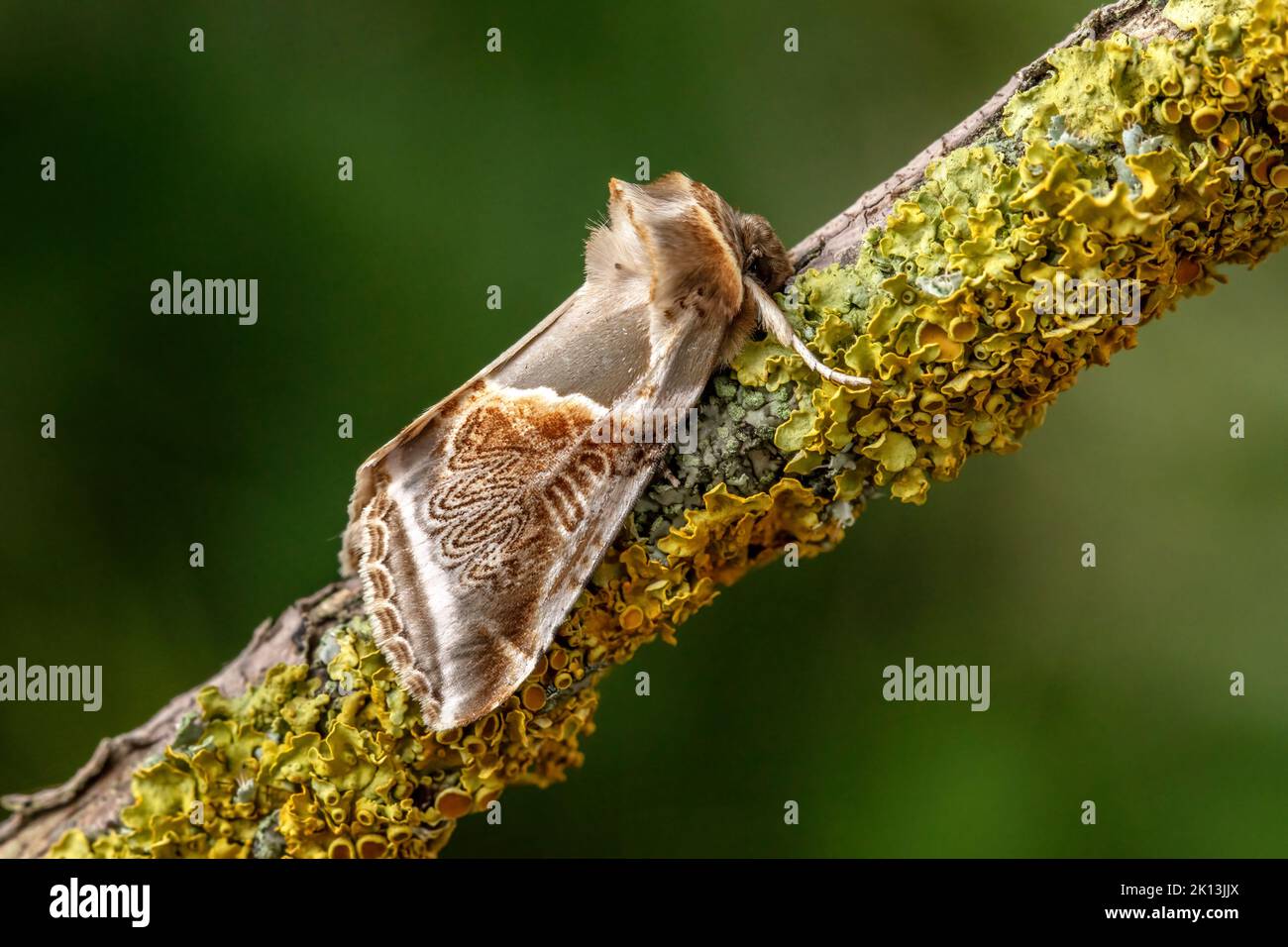 Achateulenspinner, Habrosyne pyritoides, Drepanidae, Eulenspinner ...