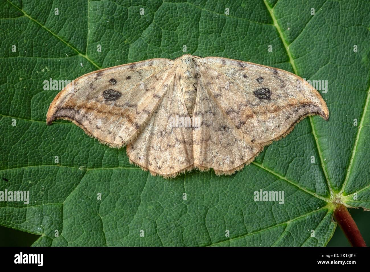 Heller Sichelflügler, Sichelflügler, Drepana falcataria, Drepanidae ...