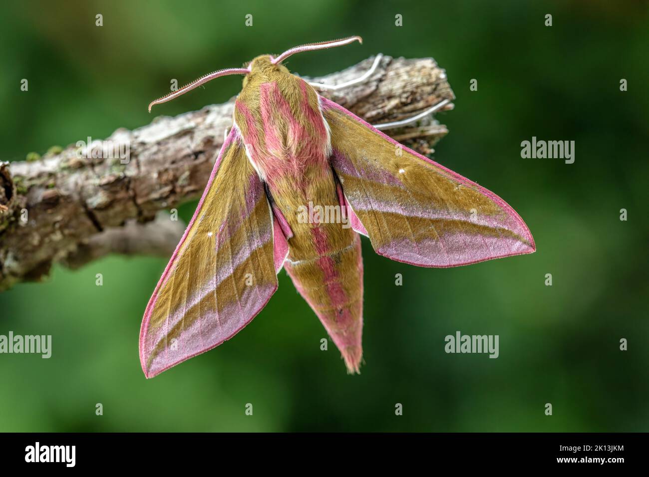 Nachtfalter, Natur, Insekt, Schweiz, Lepidoptera, Schmetterling ...