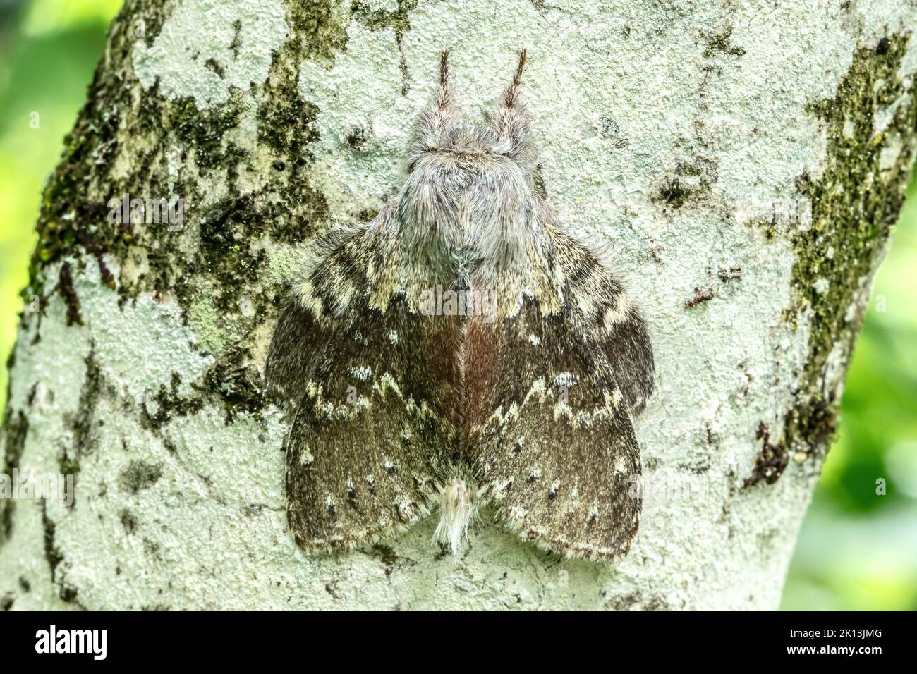 Buchenzahnspinner, Zahnspinner, Stauropus fagi, Notodontidae ...