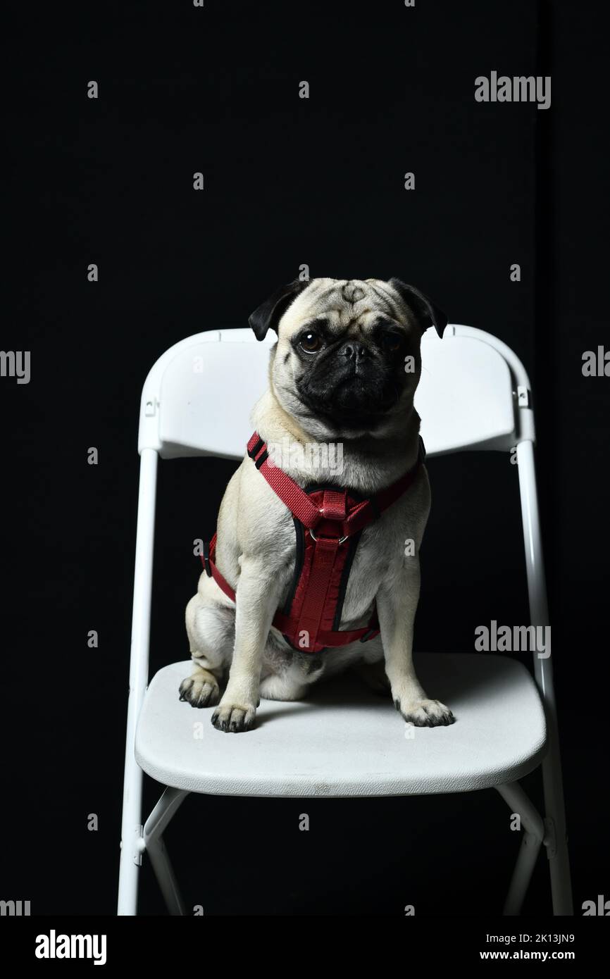 A vertical portrait of an adorable Pug dog in red harness in a studio ...