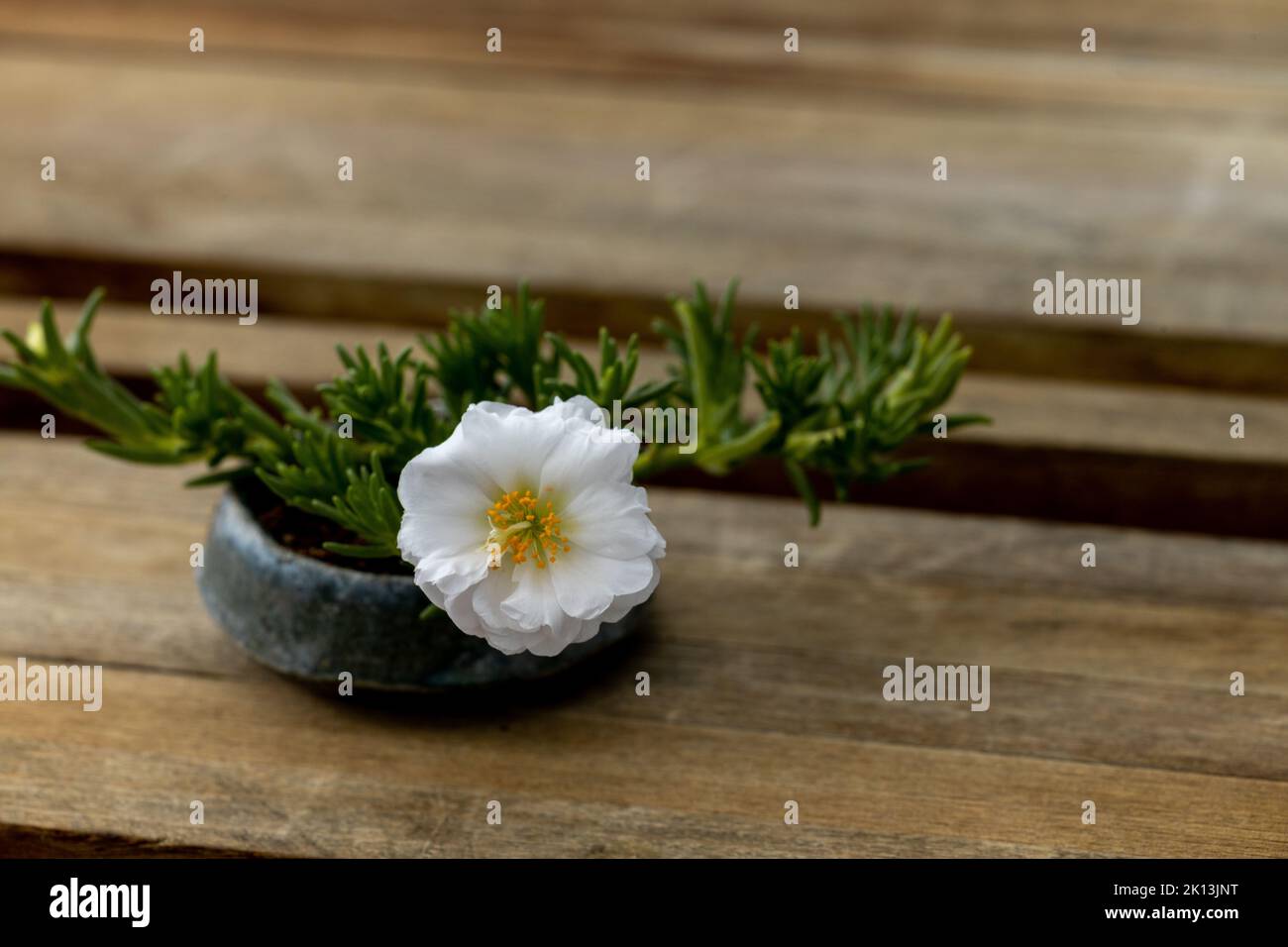A closeup shot of a white Moss-rose purslane flower on wooden surface ...