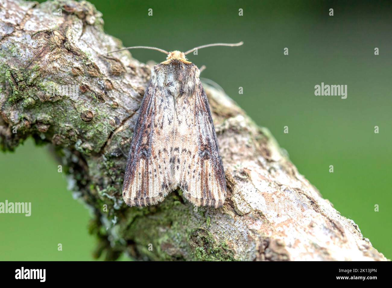 Axylia putris, Putris Erdeule, Nachtfalter, Natur, Insekt, Schweiz ...