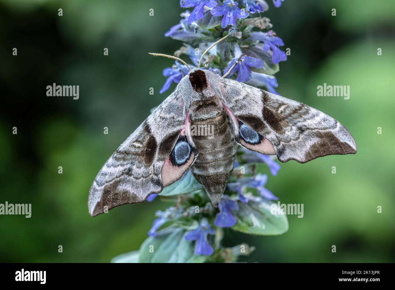 Nachtfalter, Natur, Insekt, Schweiz, Lepidoptera, Schmetterling ...