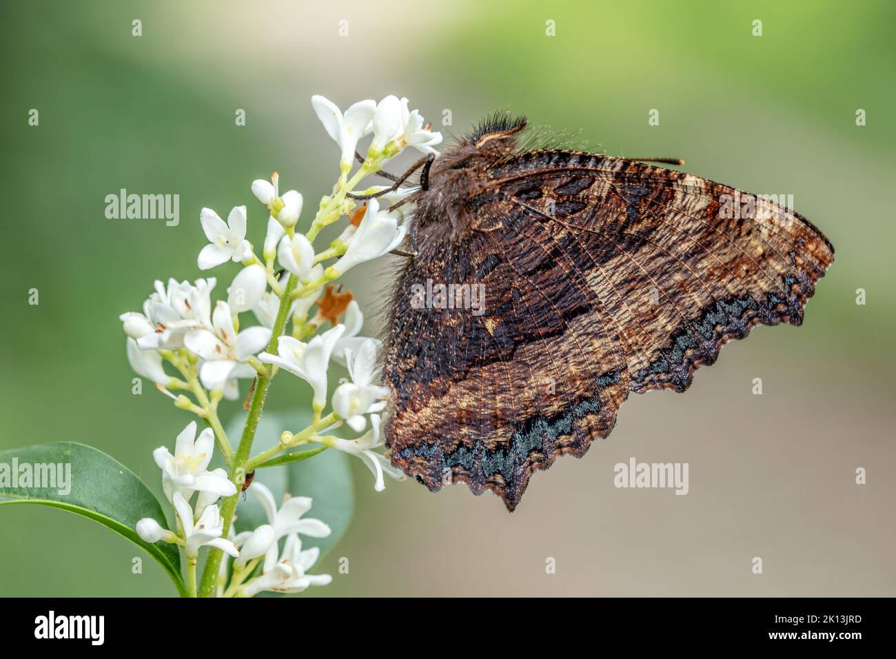 Grosser Fuchs, Nymphalis polychloros, Edelfalter, Nymphalidae, Natur ...