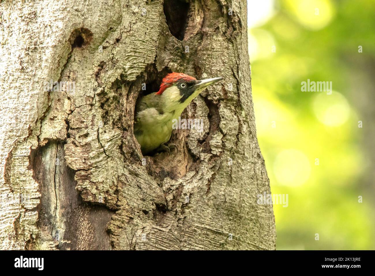 Vogel, Tier, Natur, Schweiz, Specht, Grünspecht, Picus viridis ...