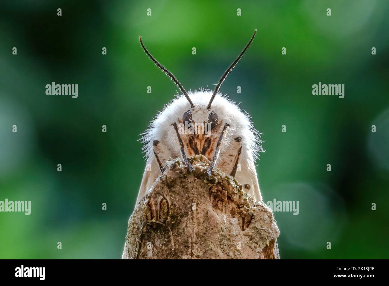 Nachtfalter, Natur, Insekt, Schweiz, Lepidoptera, Schmetterling ...