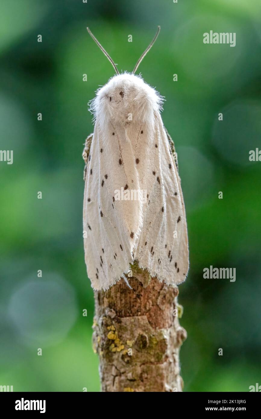 Nachtfalter, Natur, Insekt, Schweiz, Lepidoptera, Schmetterling ...