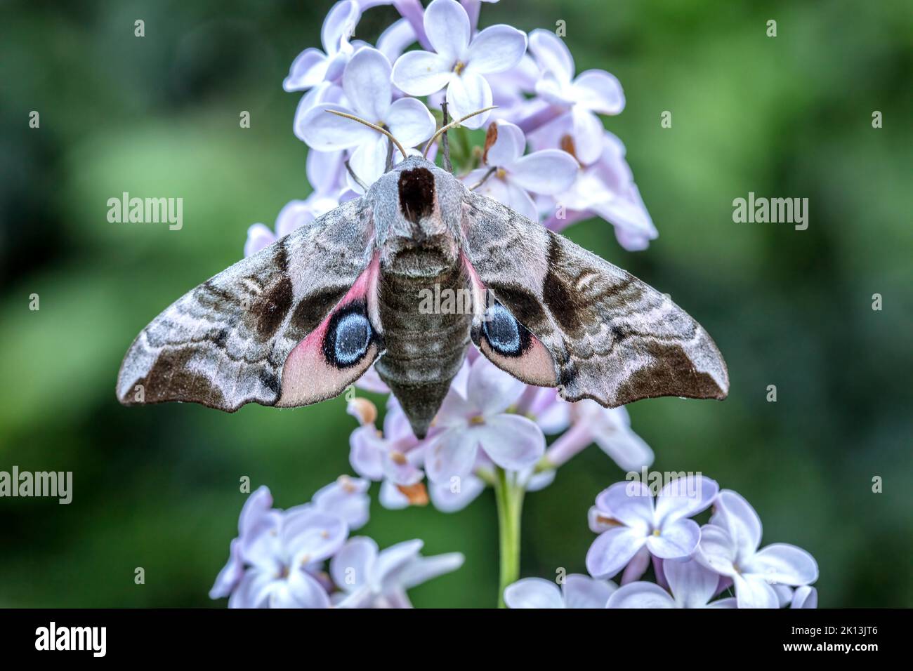 Nachtfalter, Natur, Insekt, Schweiz, Lepidoptera, Schmetterling ...