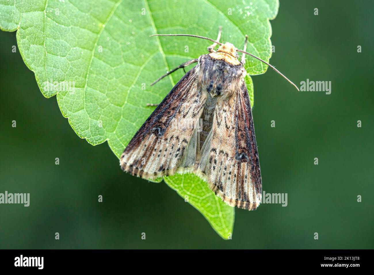 Axylia putris, Putris Erdeule, Nachtfalter, Natur, Insekt, Schweiz ...