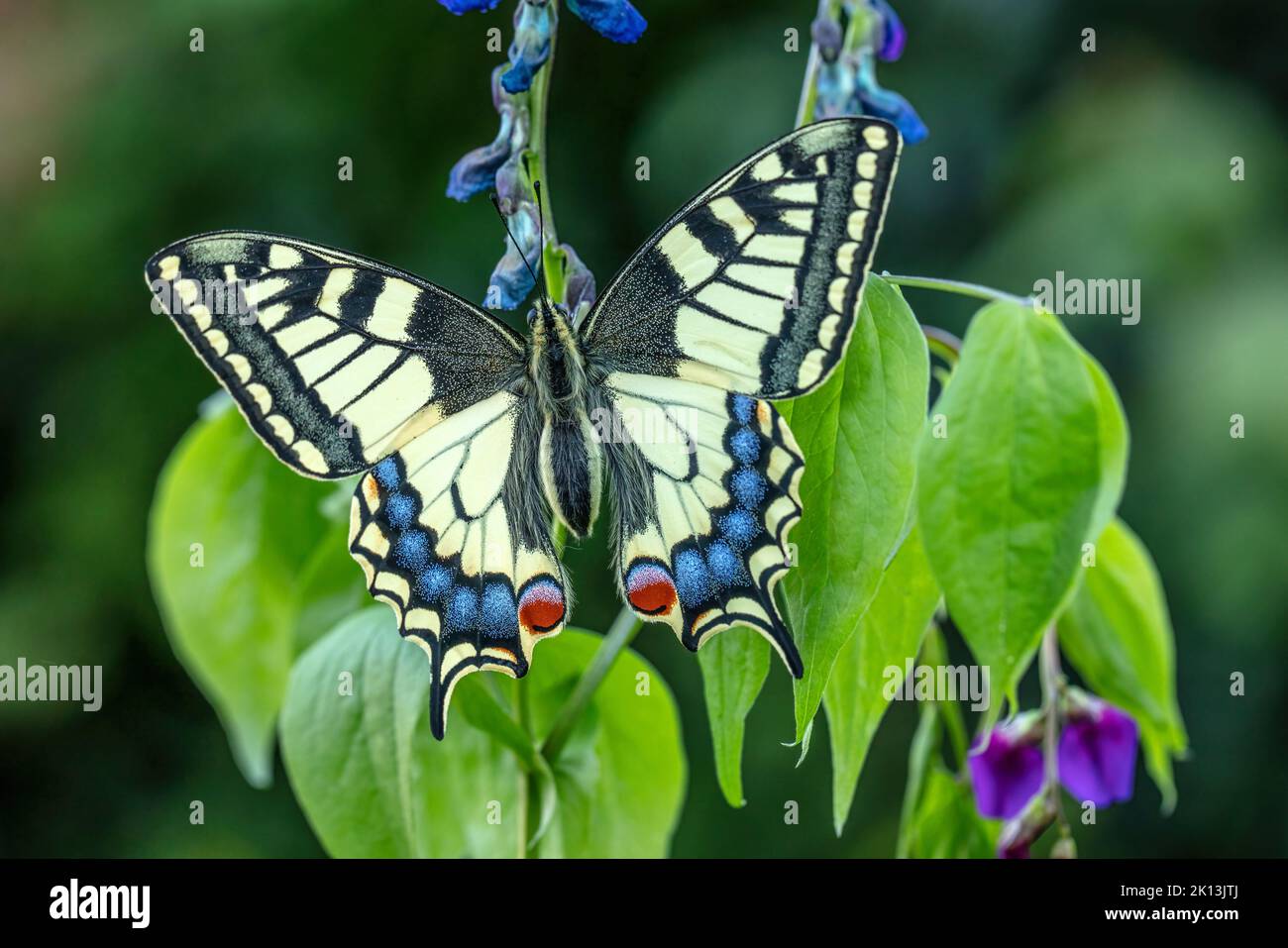 Schwalbenschwanz, Ritterfalter, Papilio machaon, Papilionidae, Natur ...