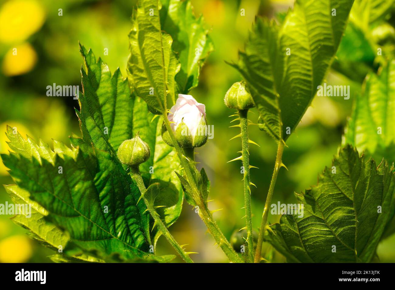A closeup of white flower buds in a garden under the sunlight Stock ...